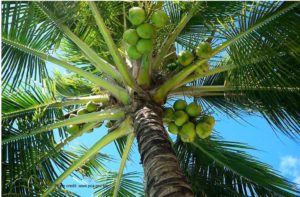 COCONUT - Vancouver Philippines Consulate General