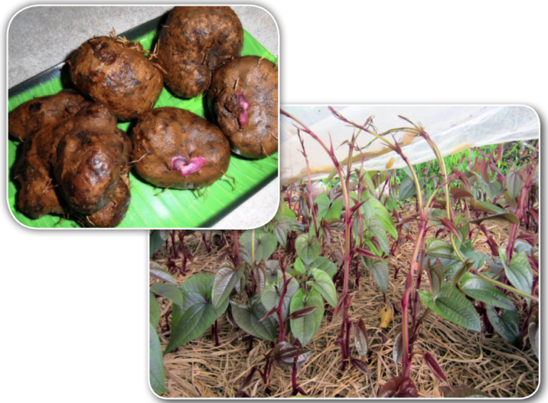 UBE - Vancouver Philippines Consulate General